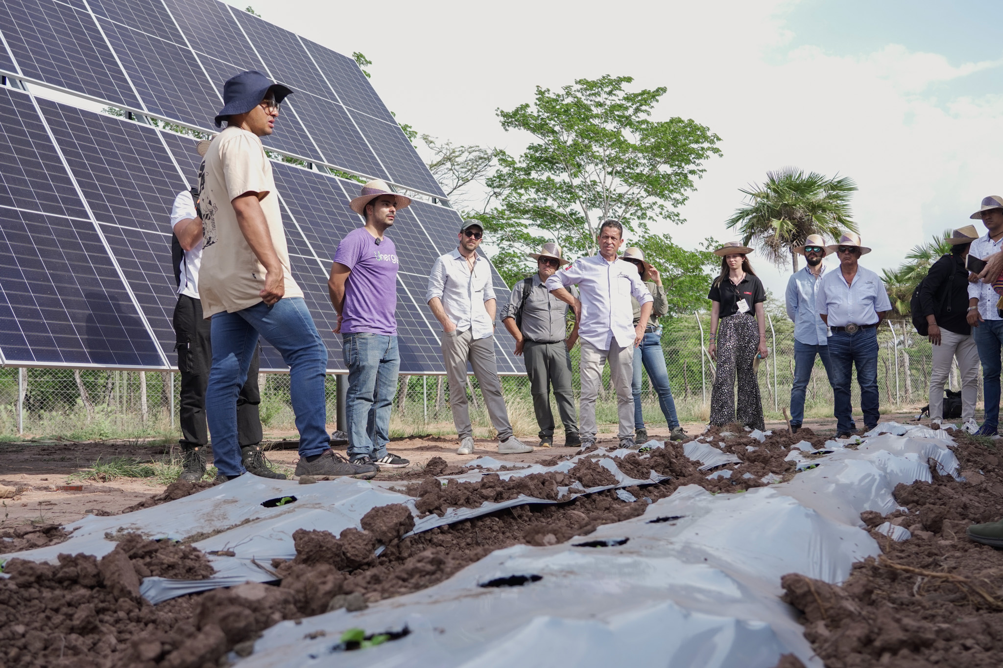 Unergy y sus mini granjas solares: un avance en agrovoltaíca para ...