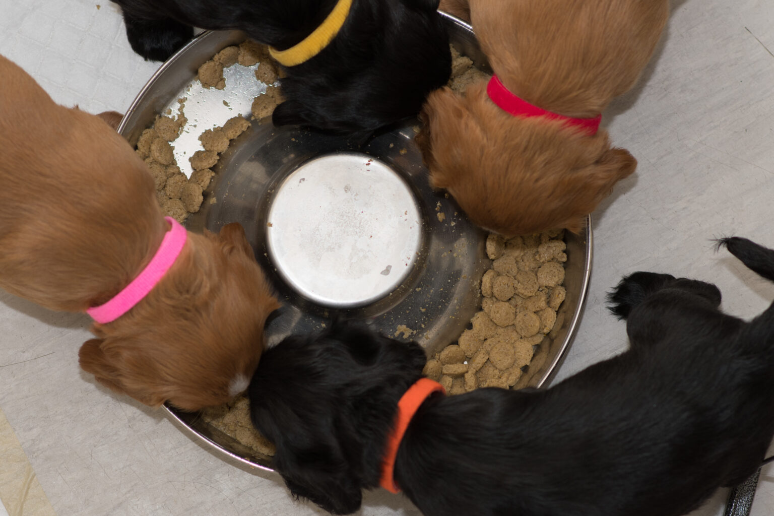 Industria de alimentos para mascotas en Centroamérica crece 41 % en dos ...